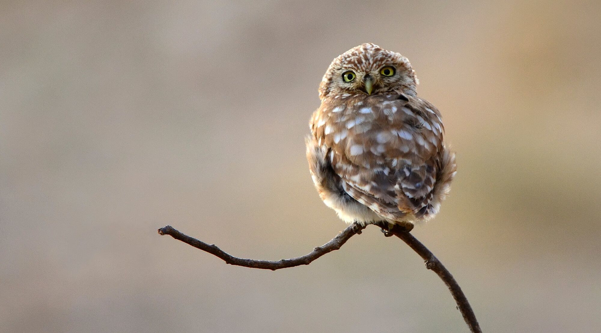 10 Alpentiere, die vom Aussterben bedroht sind