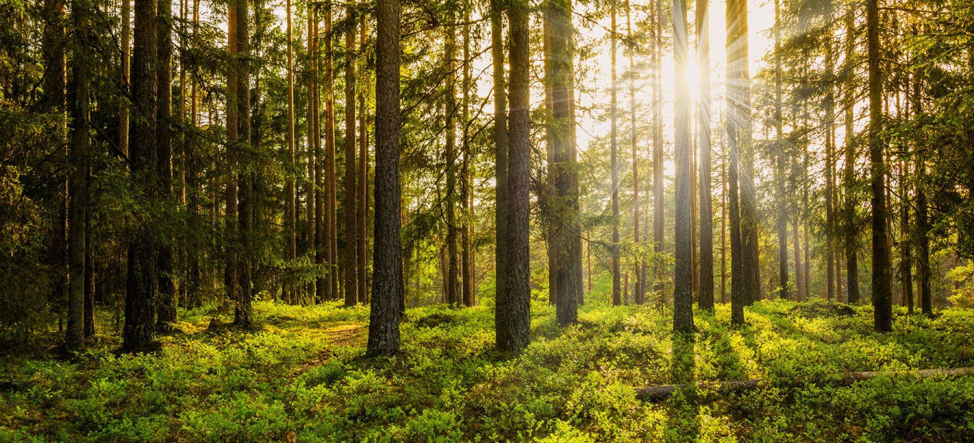 10 Gründe, regelmäßig in die Natur zu gehen | KOMPASS Wanderkarten